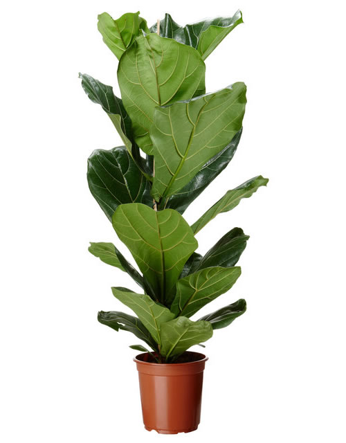 Zelené rostliny, které oživí Vaši kancelář i Vaše zdraví :: GardeniX